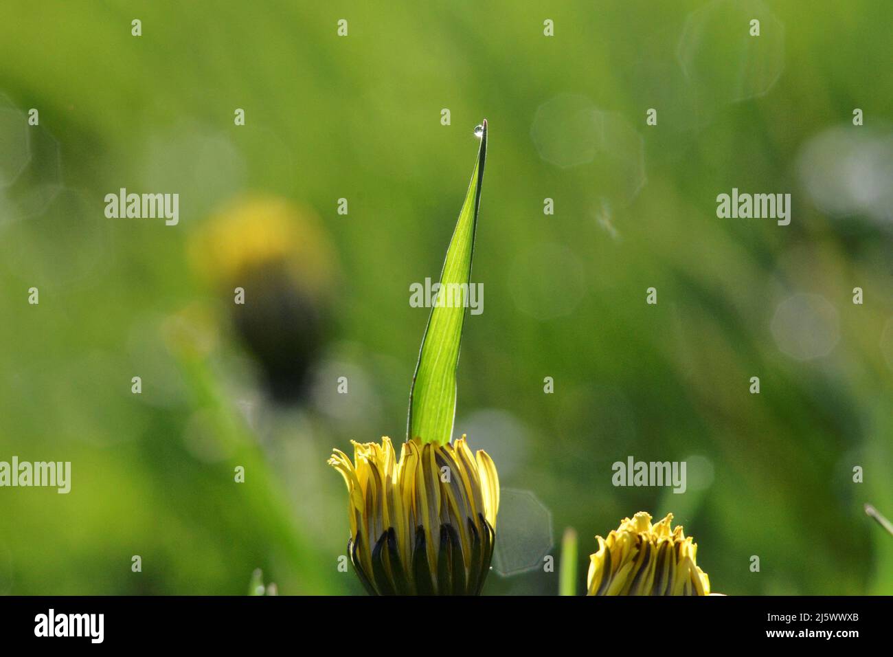 Grass balde hi-res stock photography and images - Alamy