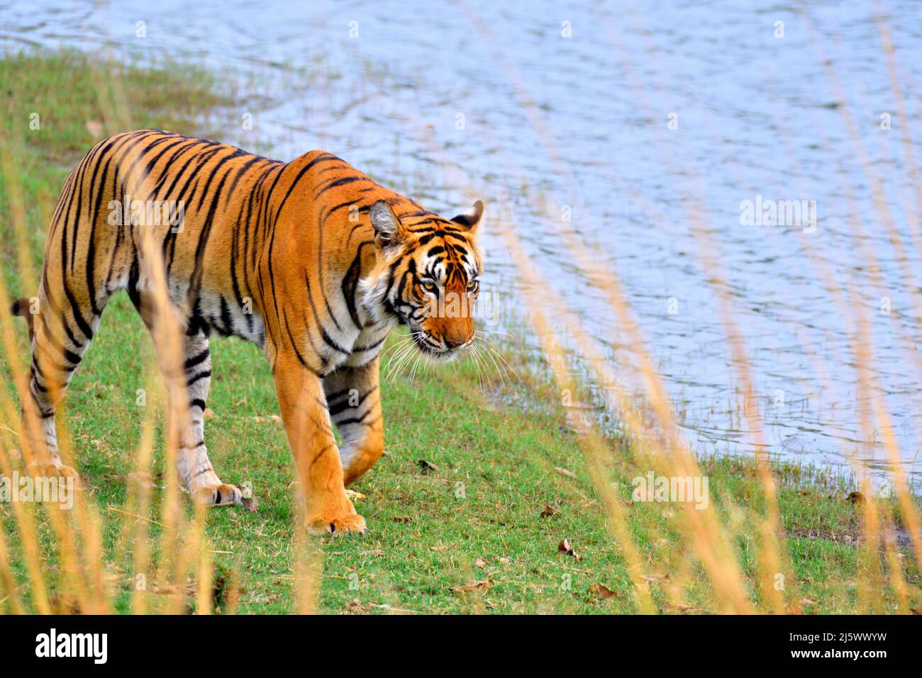 Bengal Tiger at Ranthambhore National Park in Rajasthan, India stock ...