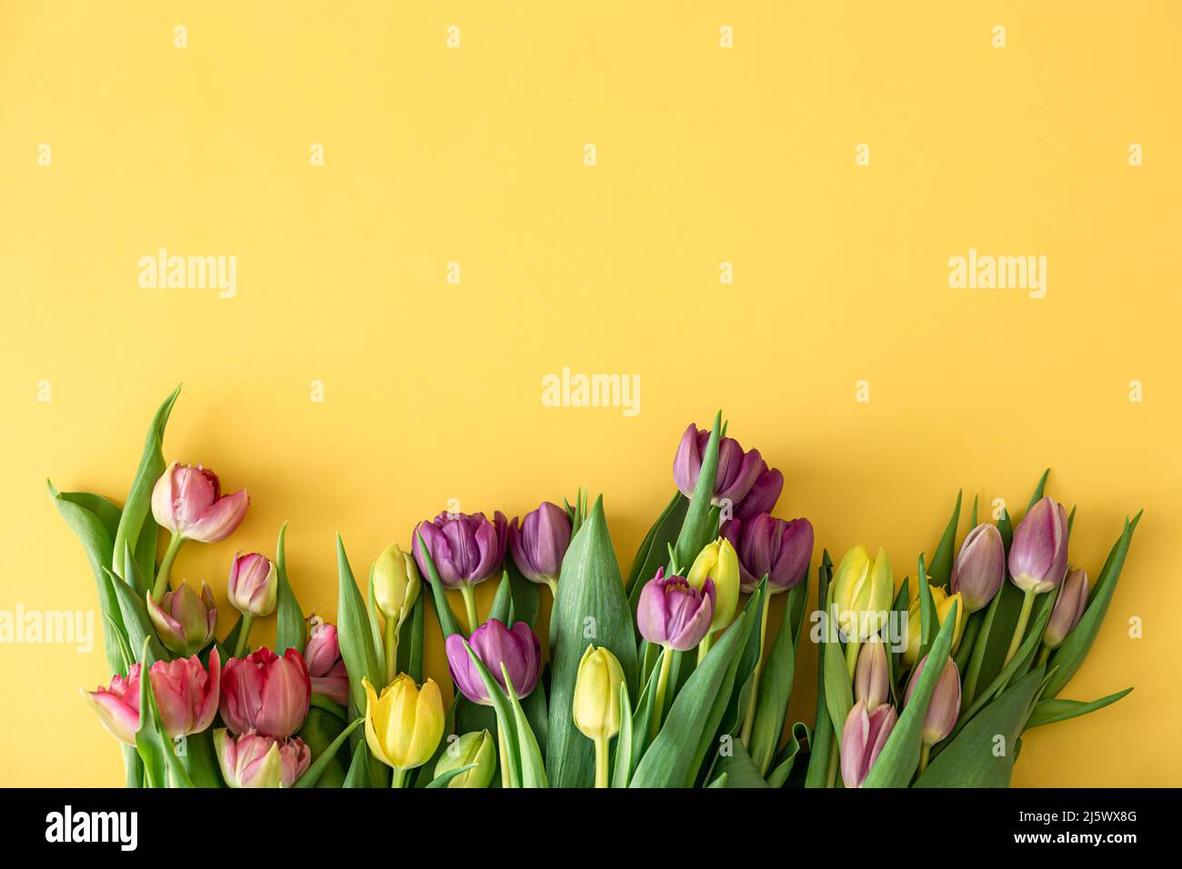 Tulips bouquet lay on hi-res stock photography and images - Alamy