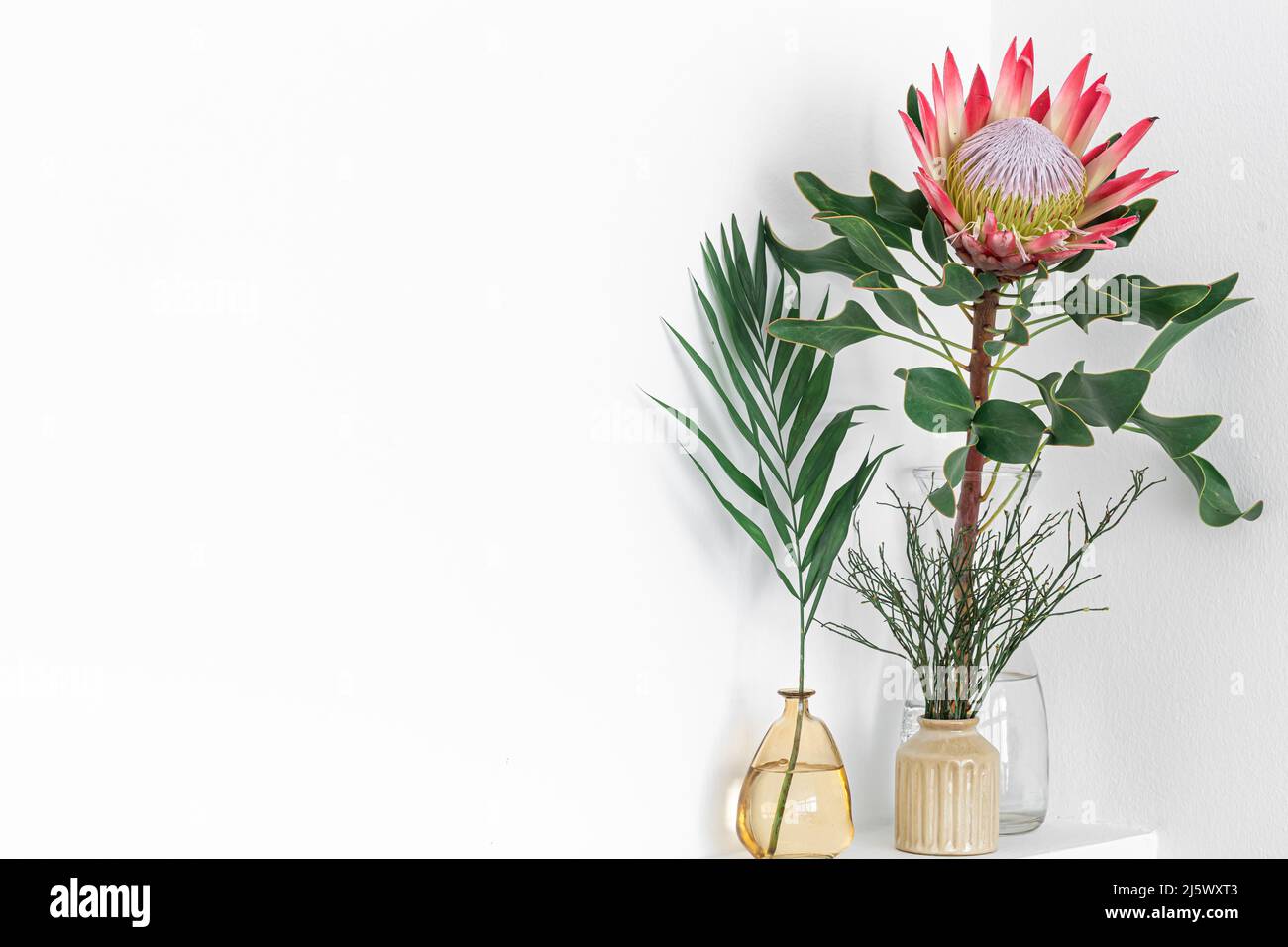 Beautiful protea flower on a white background isolated Stock Photo - Alamy