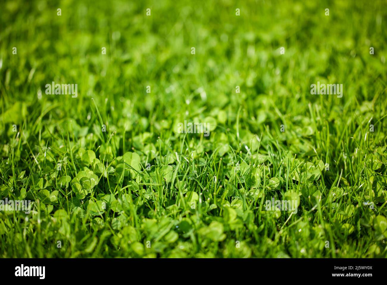 close up with clover in spring day Stock Photo - Alamy