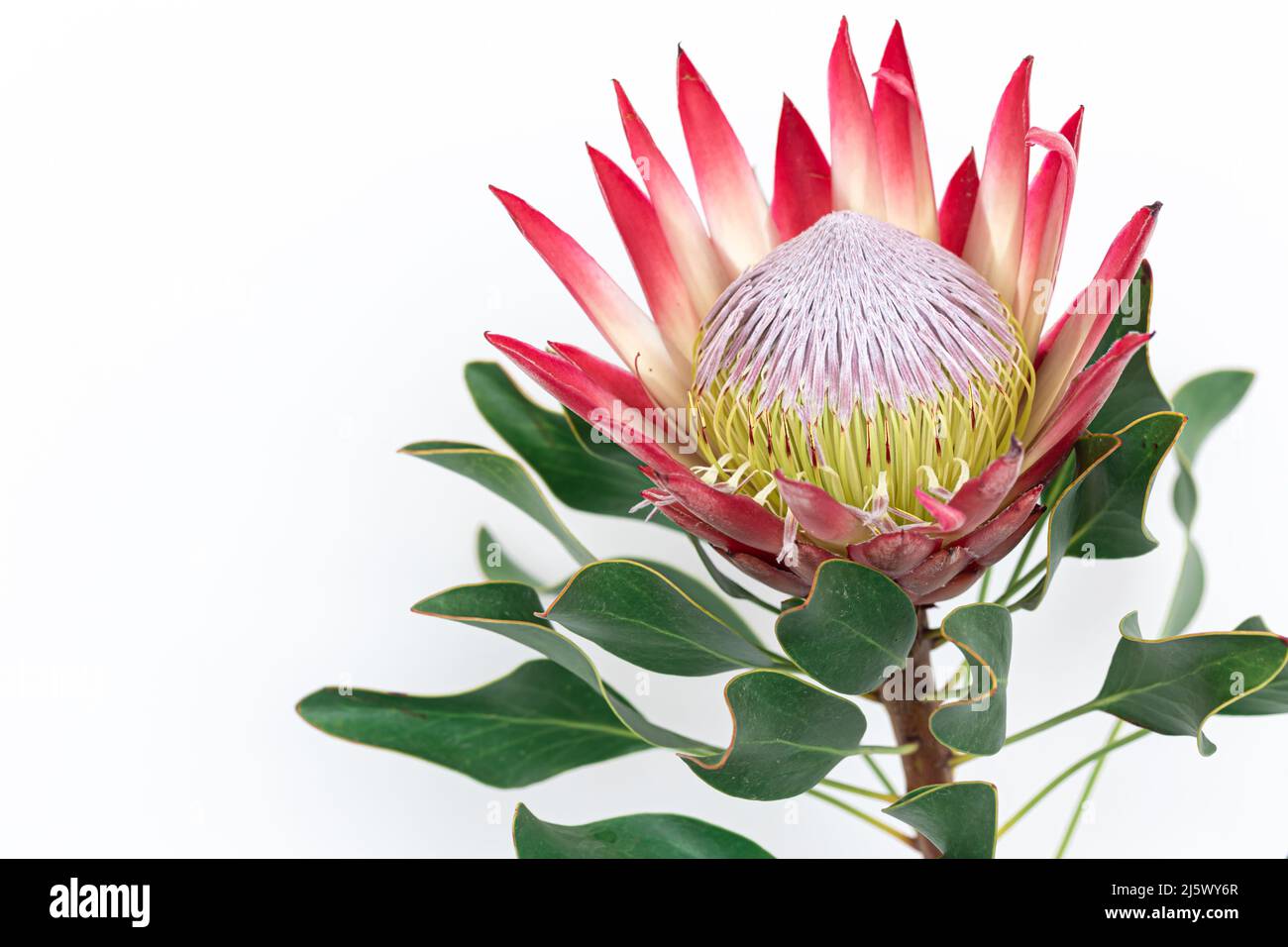 Beautiful protea flower on a white background isolated Stock Photo - Alamy