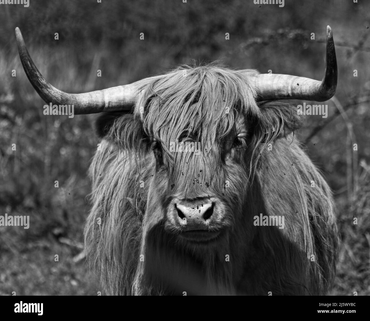 Scottish highland cattle in spring Black and White Stock Photos ...