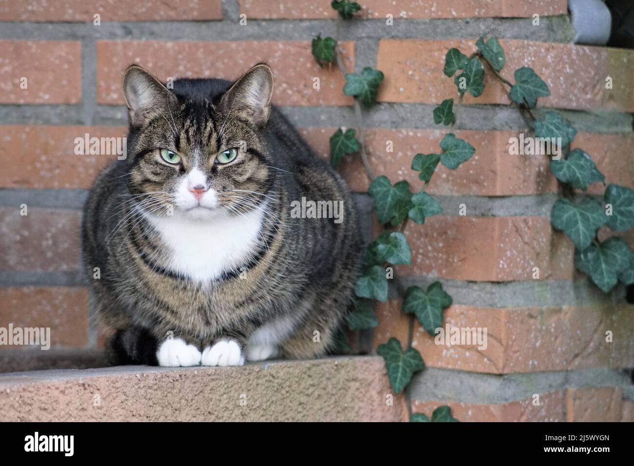 Patient cat hi-res stock photography and images - Alamy
