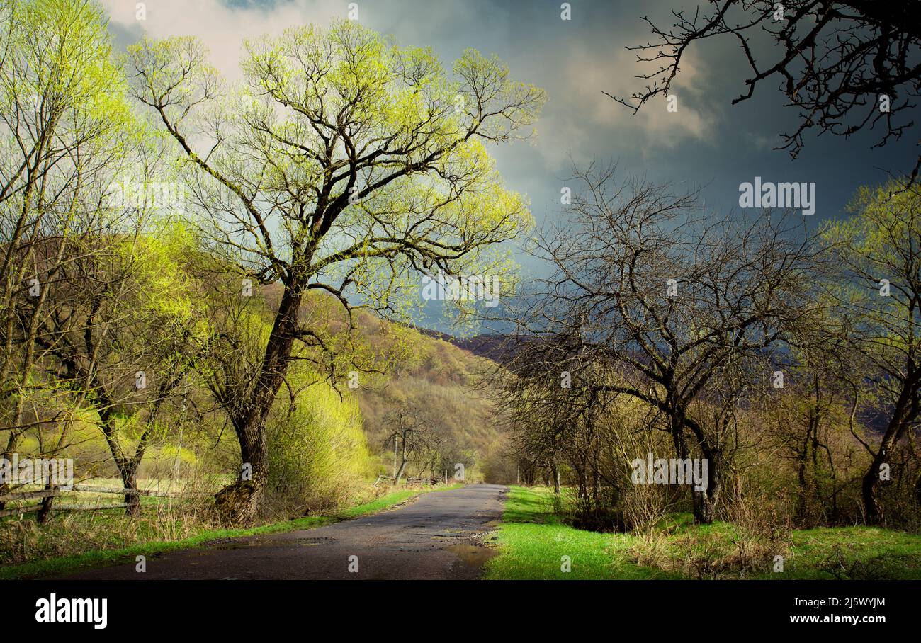 art rural landscape. Spring countryside landscape with Spring trees and ...