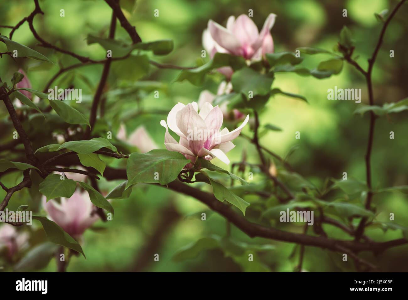 Magnolia spring flowers Stock Photo - Alamy