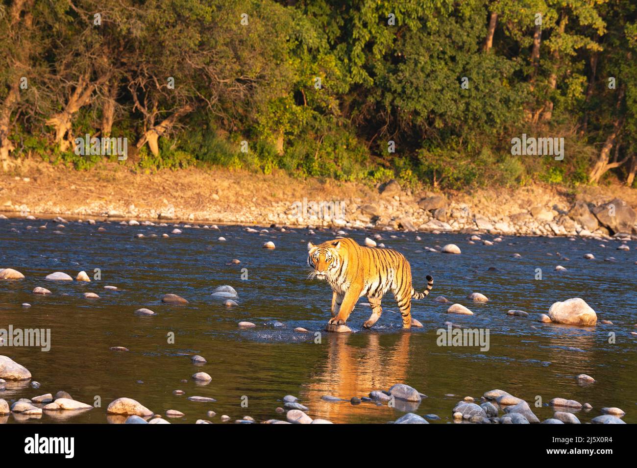 A tigress at the Corbett Tiger reserve India Stock Photo - Alamy