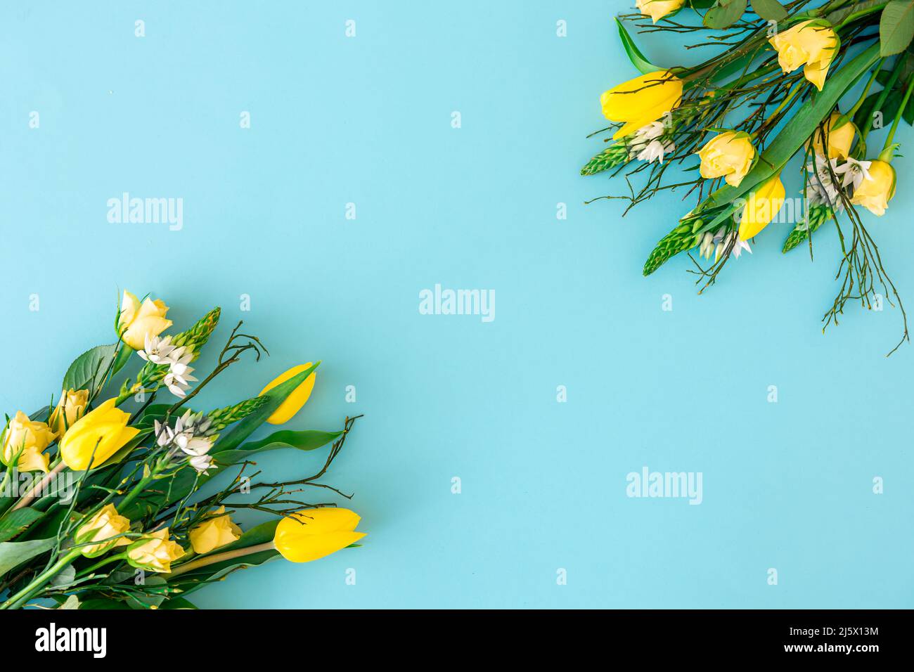 Yellow tulips on a blue background, flat lay Stock Photo - Alamy