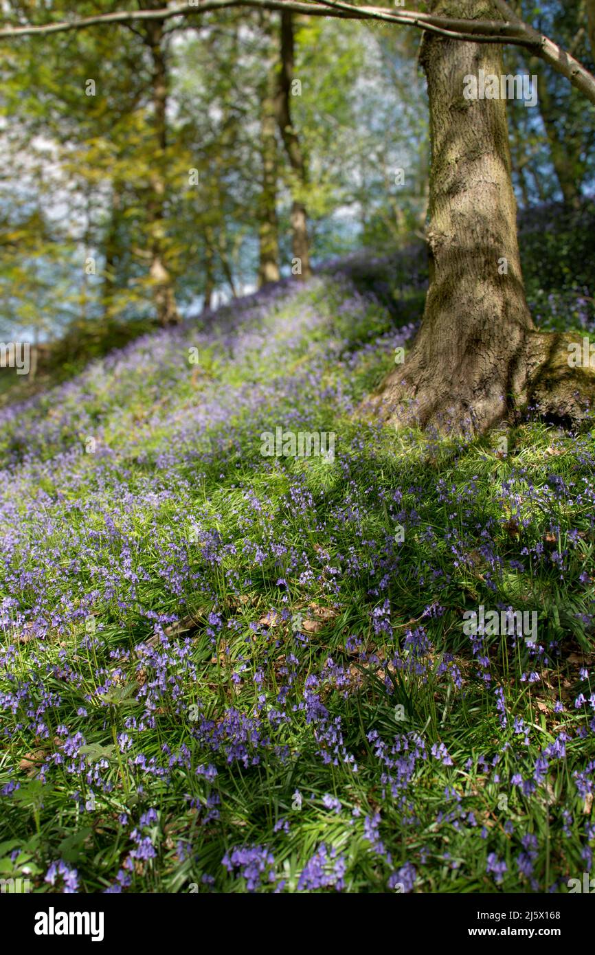 Clusters of blue bells hi-res stock photography and images - Alamy