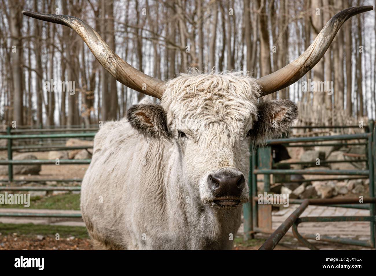 A beautiful horned animal similar to a cow Stock Photo - Alamy