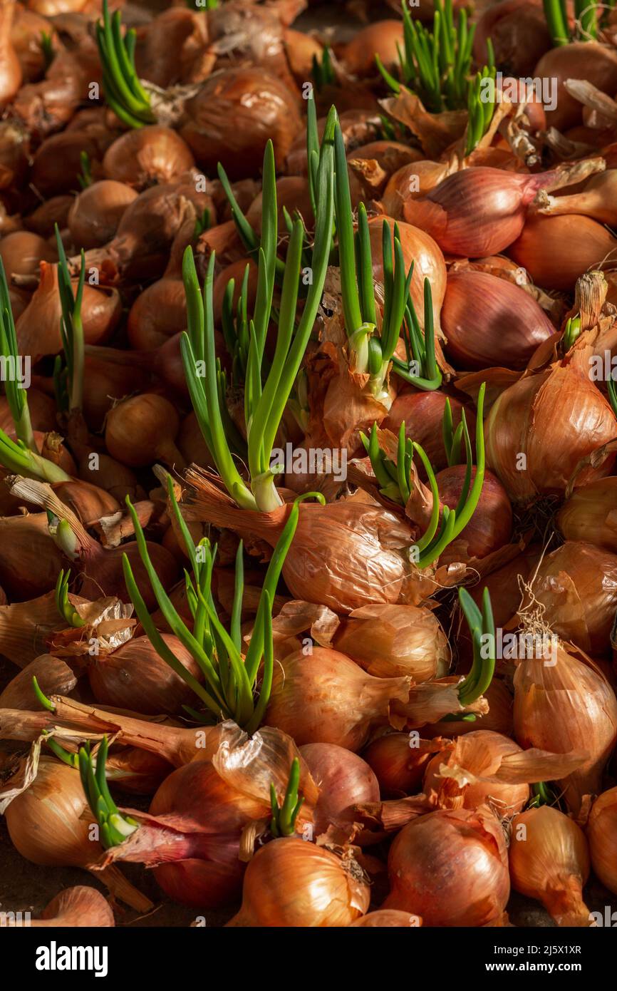 Yellow and green bow texture and background. Concept: food, vegetables ...