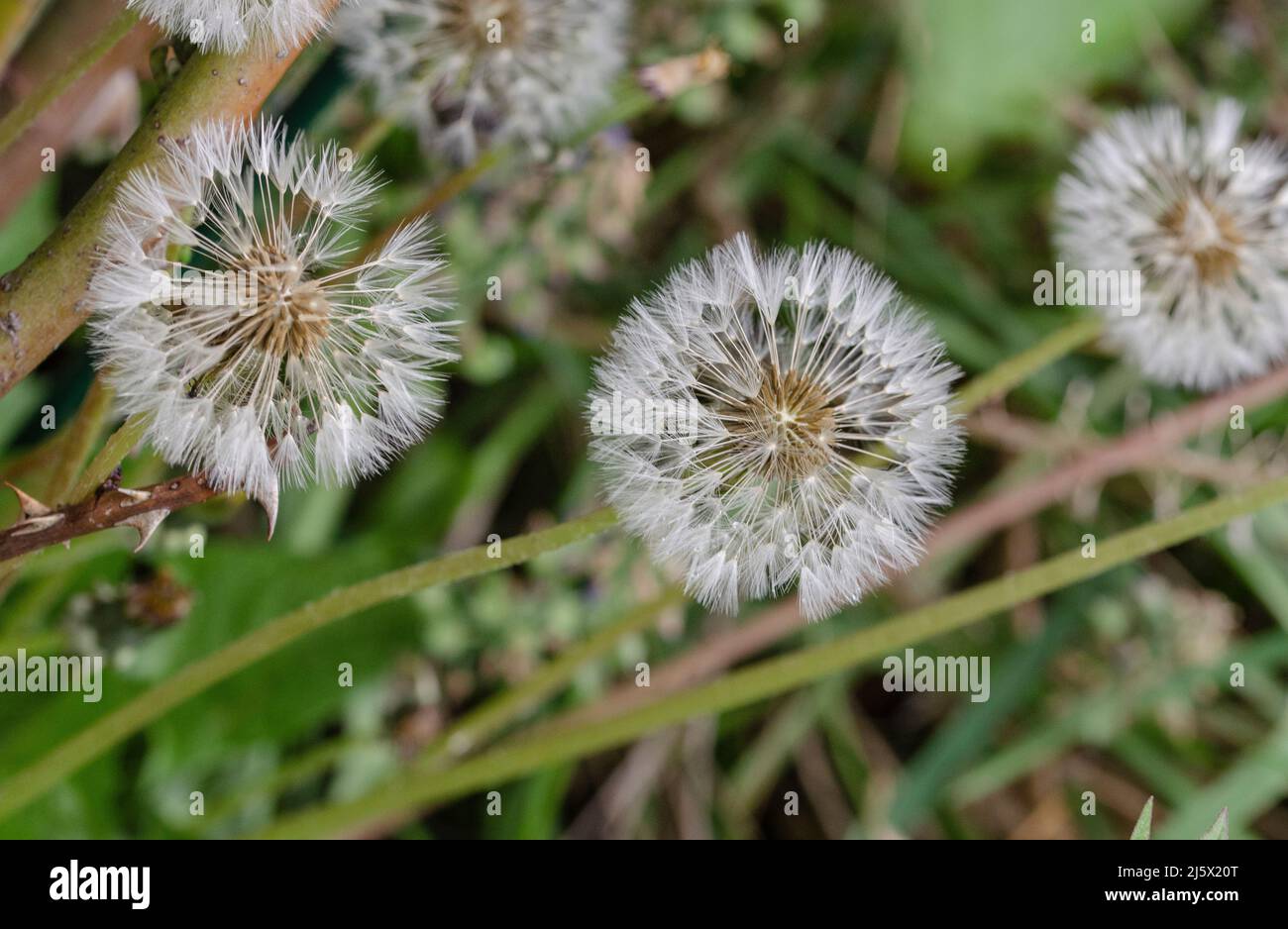 The dandelion is a perennial or perennial typically herbaceous plant ...