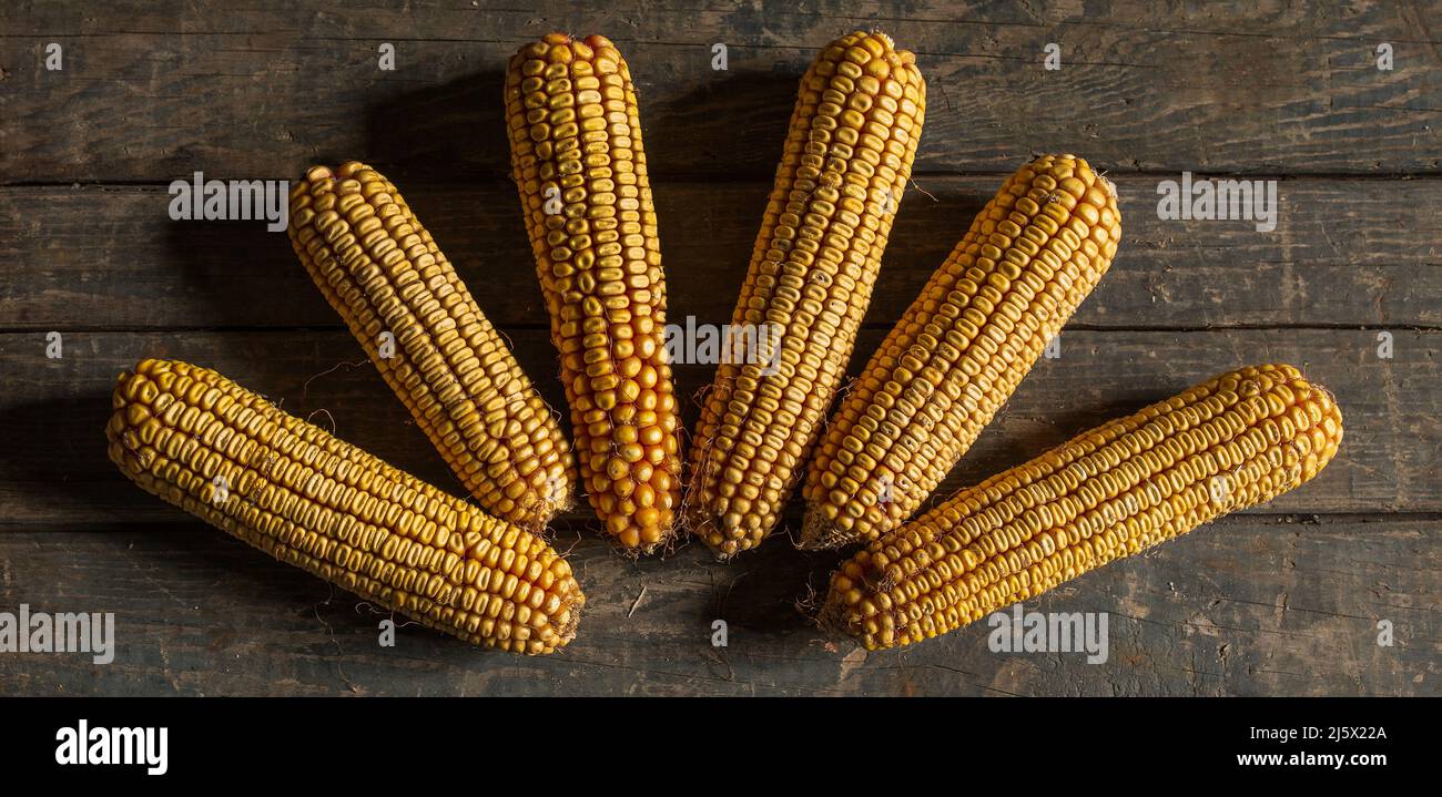 Dried corn on a wooden table texture. Corn is laid out in the form of ...