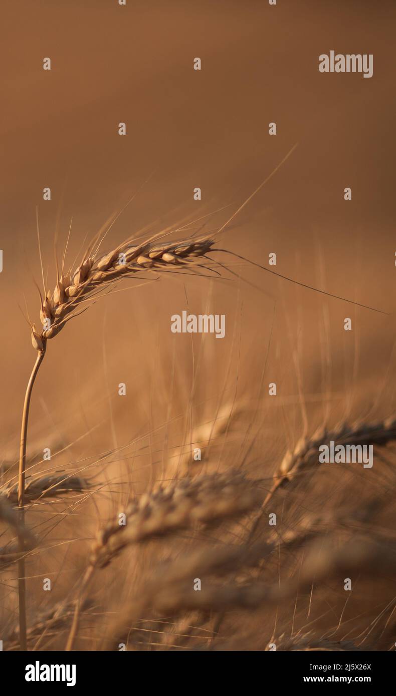 Spikelets of grain crops hi-res stock photography and images - Alamy