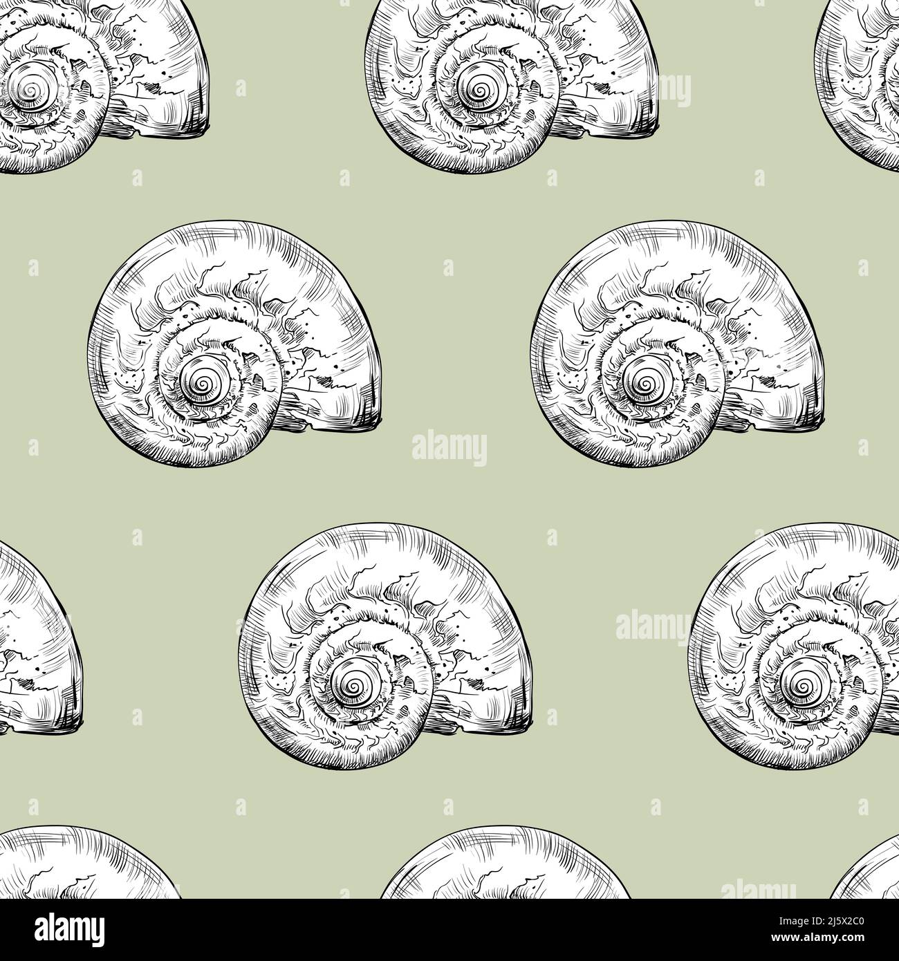 Curled shell vector vectors hi-res stock photography and images - Alamy