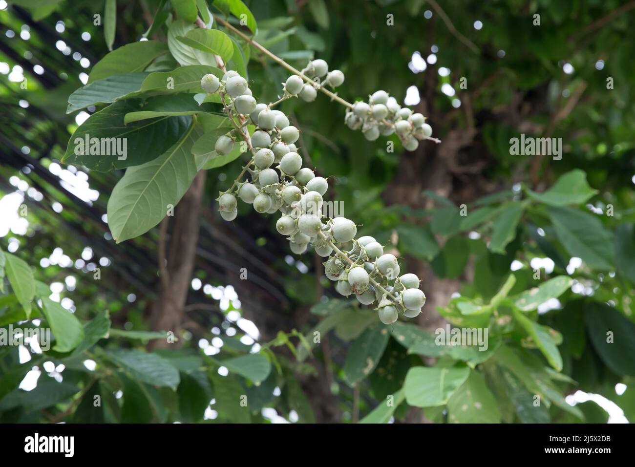 Green Terminalia catappa, tropical almond unripe grow on the tree in ...