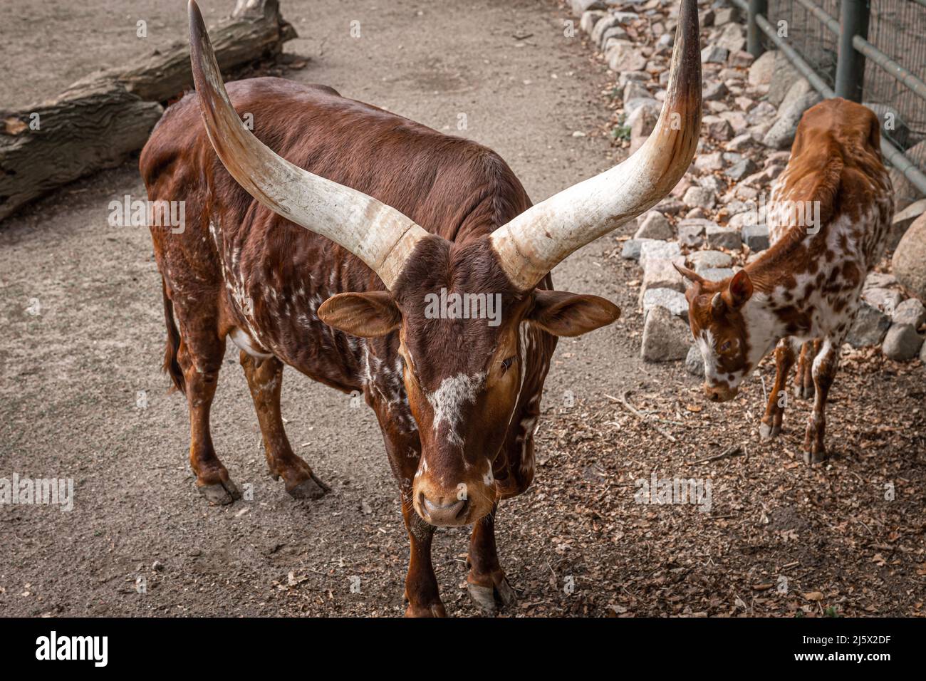 Beautiful horned cow with horns in the reserve Stock Photo - Alamy