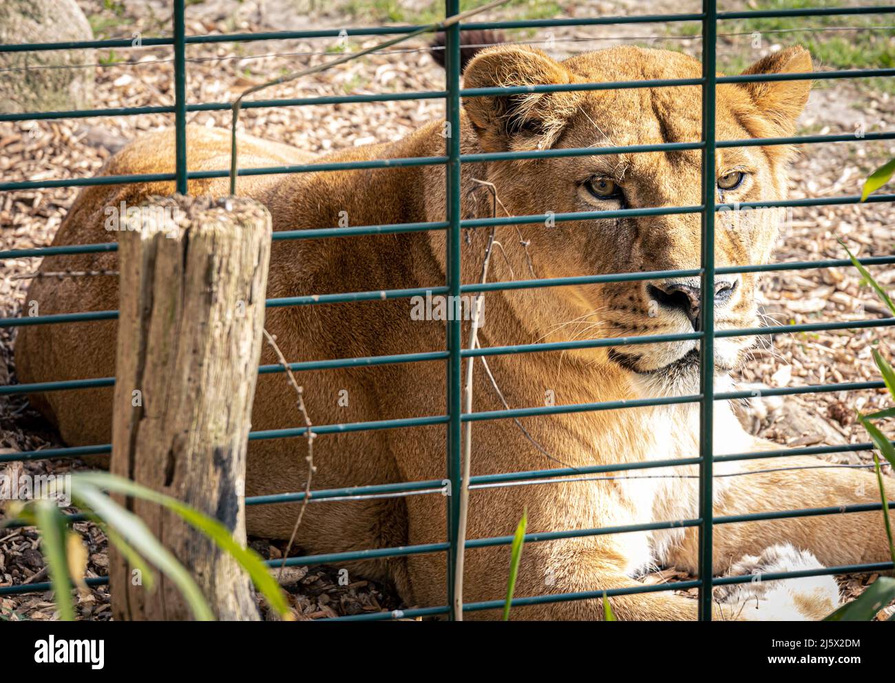 Beautiful noble lion in a cage in a zoo Stock Photo - Alamy