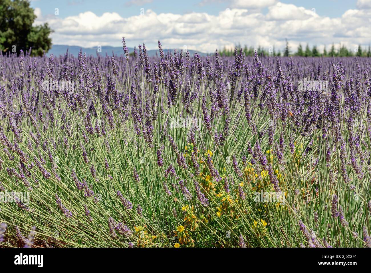 Poisonous weed with yellow flowers Creeping Buttercup Latin Ranunculus ...