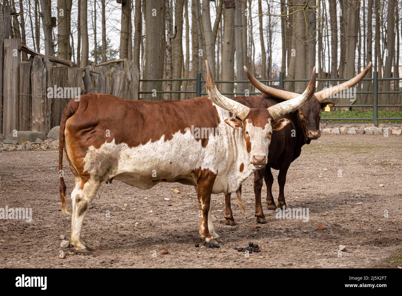 Two horned cows in the zoo, rare animals Stock Photo - Alamy