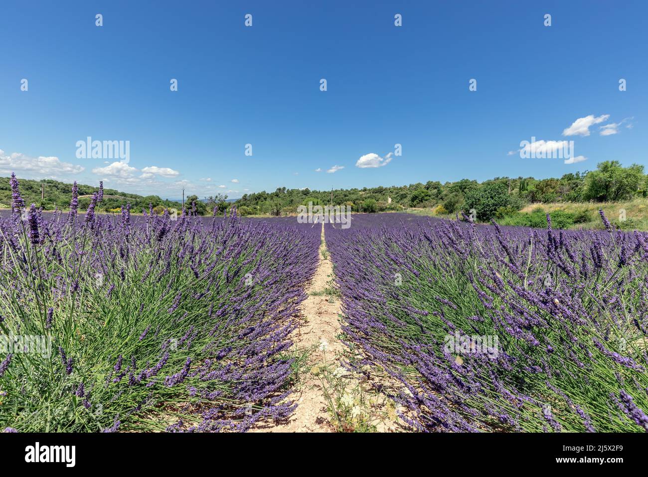 Endless rows lavender bushes hi-res stock photography and images - Alamy