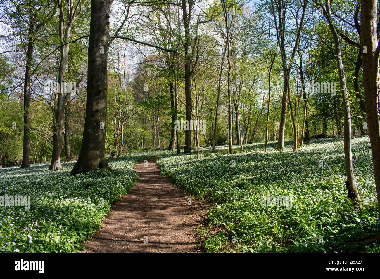 Path leading through an English countryside forest flanked by wild ...