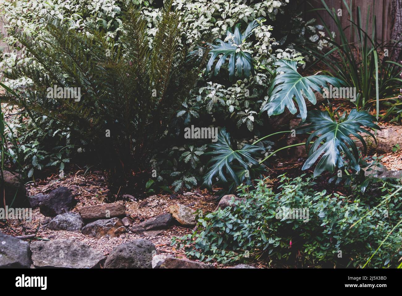 Philodendron plant in idyllic sunny backyard with lots of tropical ...