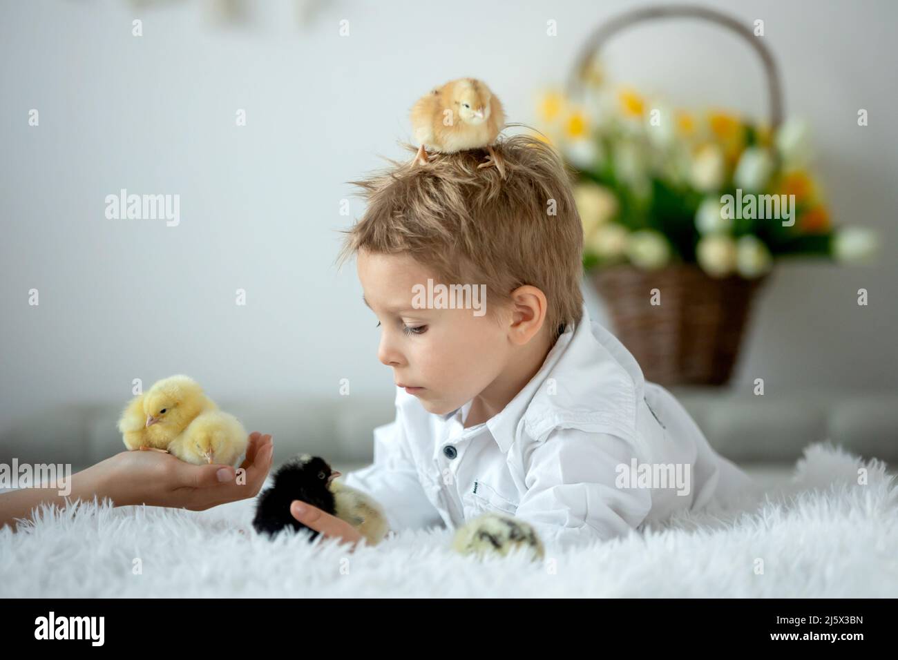 Cute child at home with little newborn chicks, enjoying, cute kid and ...
