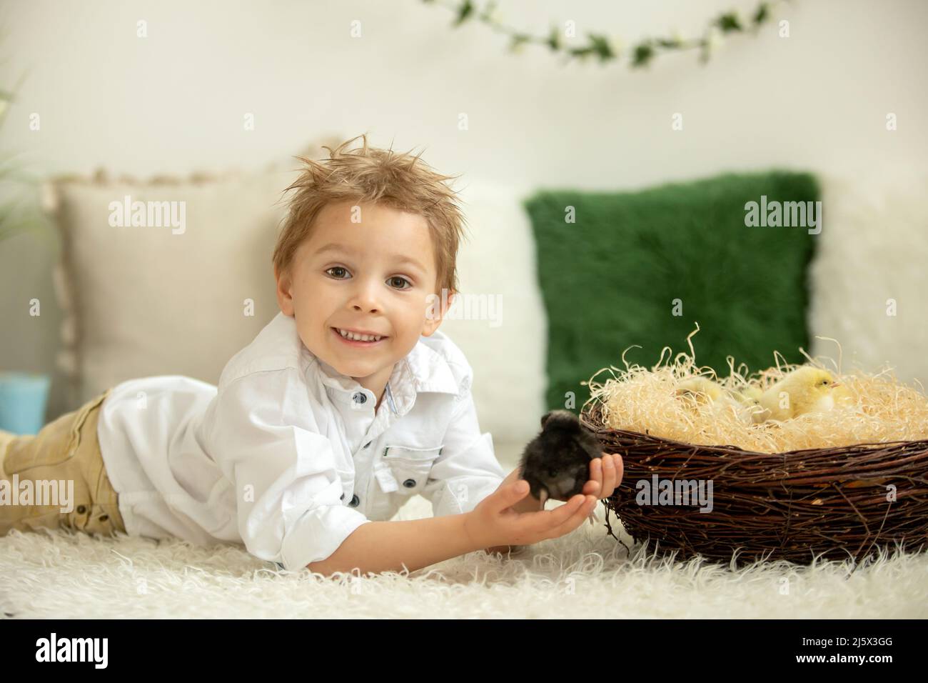 Cute child at home with little newborn chicks, enjoying, cute kid and ...