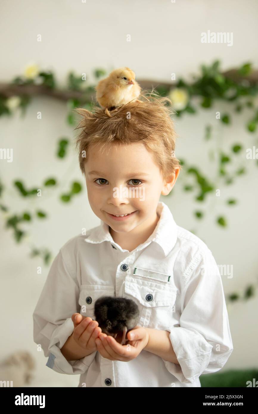 Cute child at home with little newborn chicks, enjoying, cute kid and ...