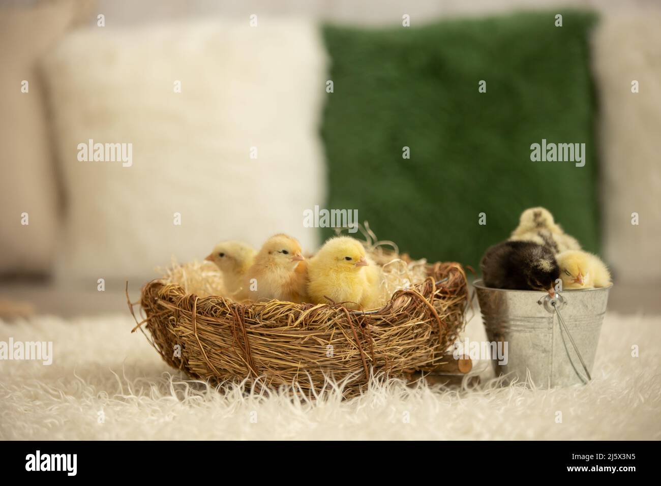 Little newborn chicks in a nest, cute newborn birds in a sunny room ...