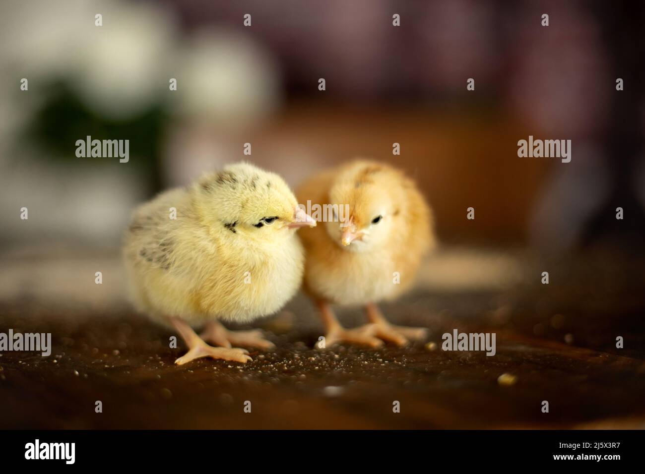 Little newborn chicks in a nest, cute newborn birds in a sunny room ...