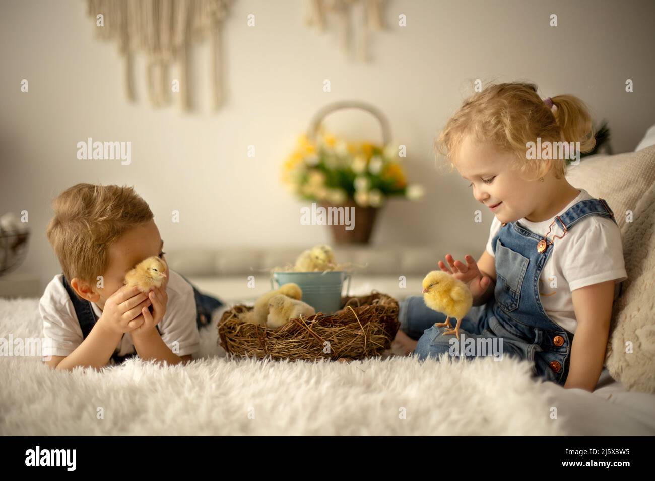 Cute child at home with little newborn chicks, enjoying, cute kid and ...