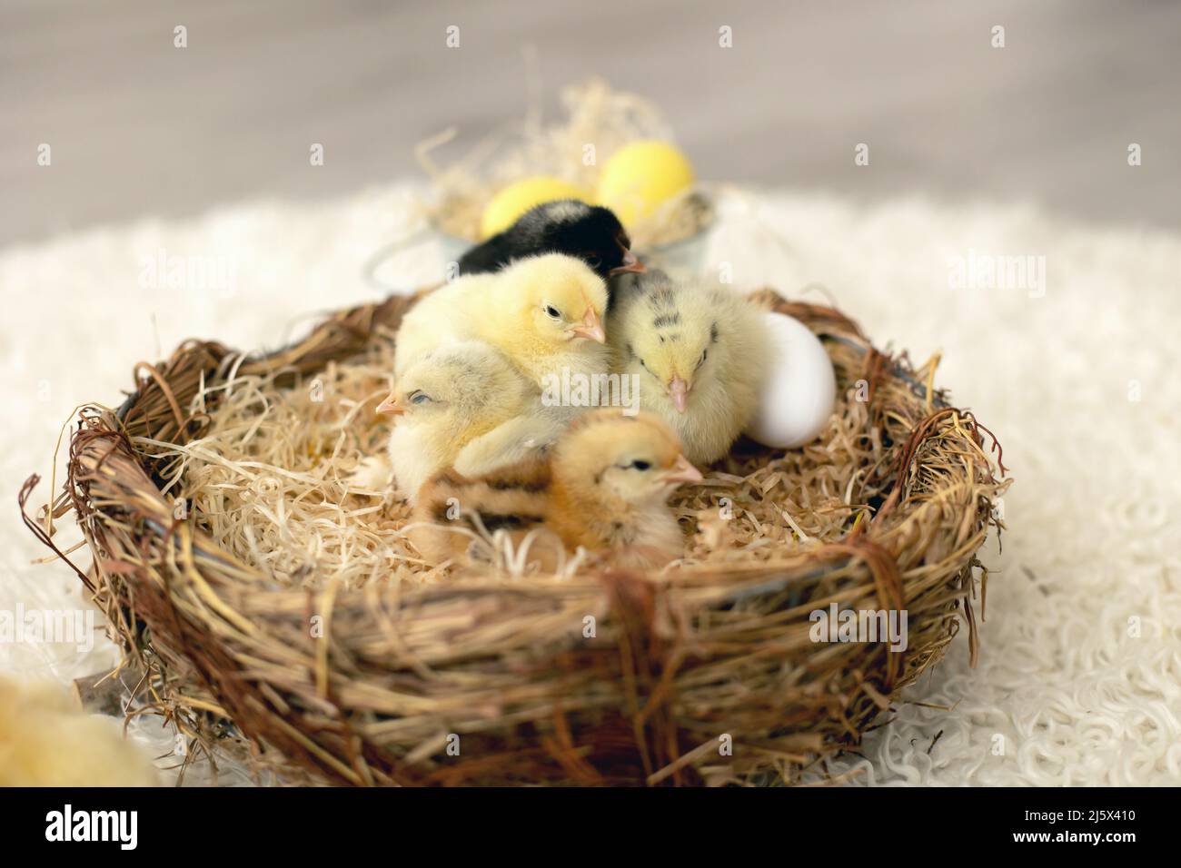 Little newborn chicks in a nest, cute newborn birds in a sunny room ...