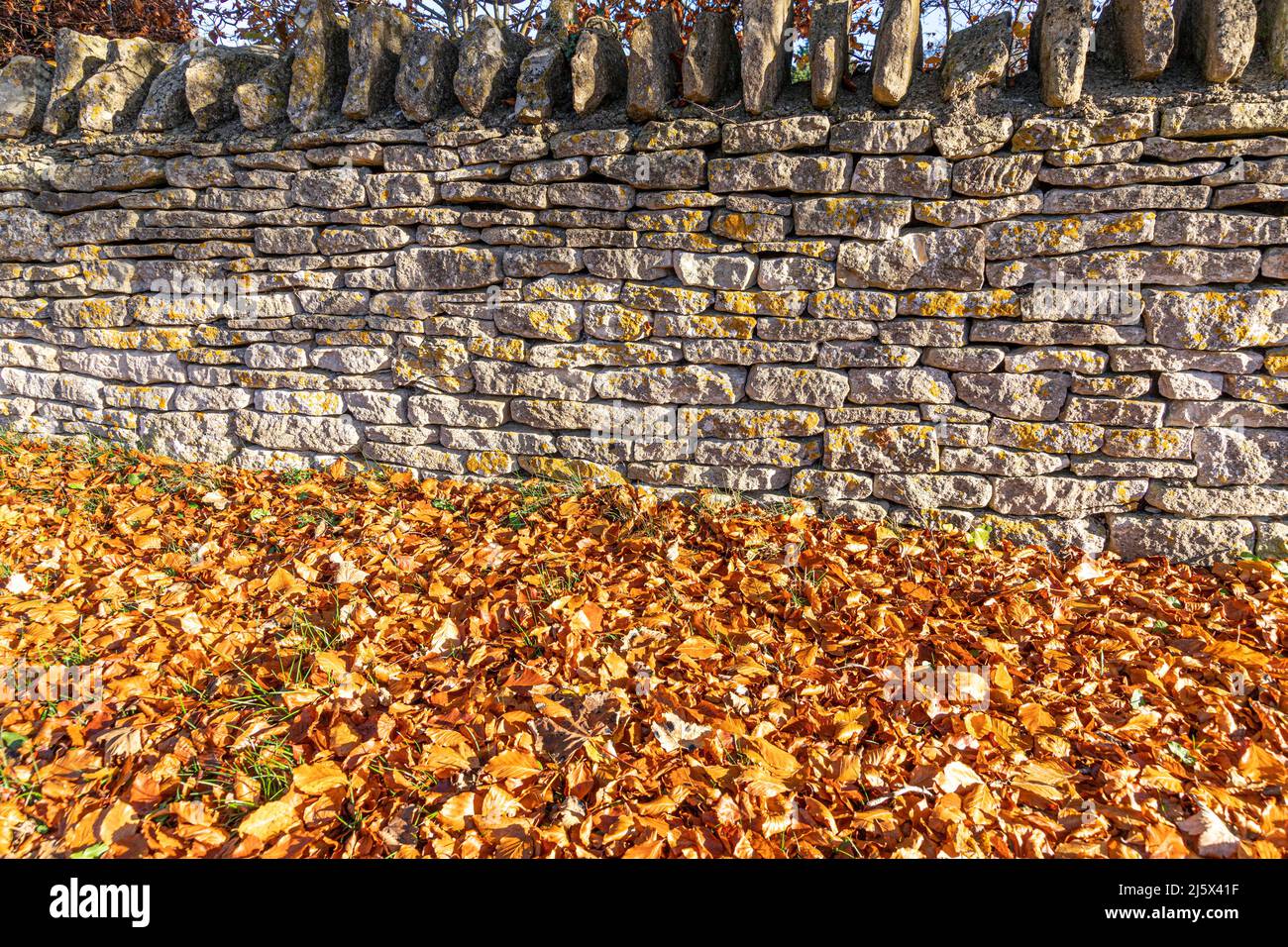 Beech tree in stone wall hi-res stock photography and images - Alamy