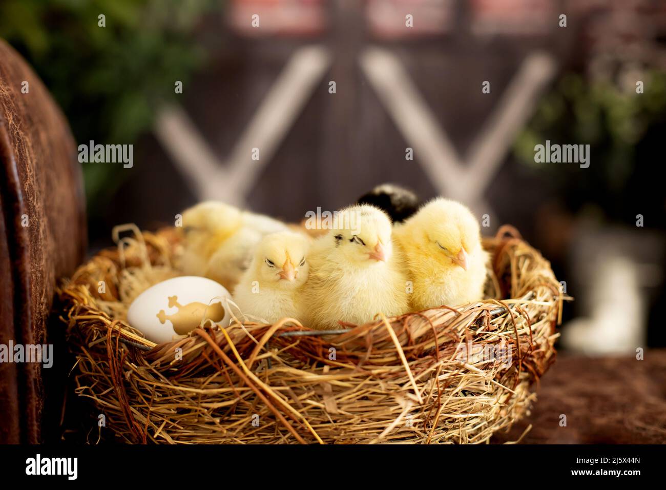 Little newborn chicks in a nest, cute newborn birds in a sunny room ...