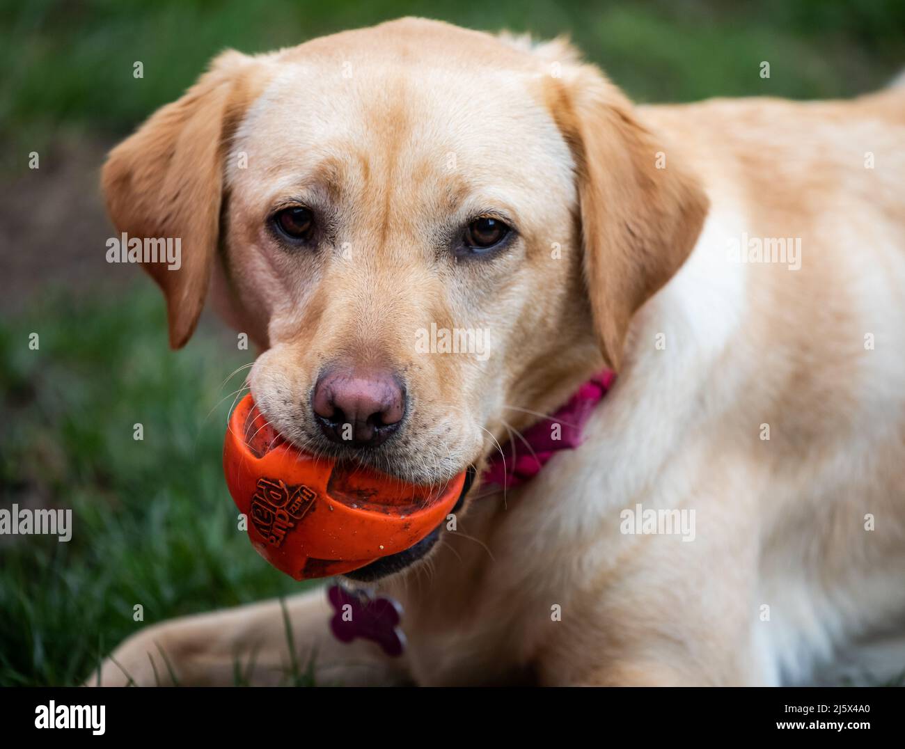 Dog hip labrador hi-res stock photography and images - Alamy