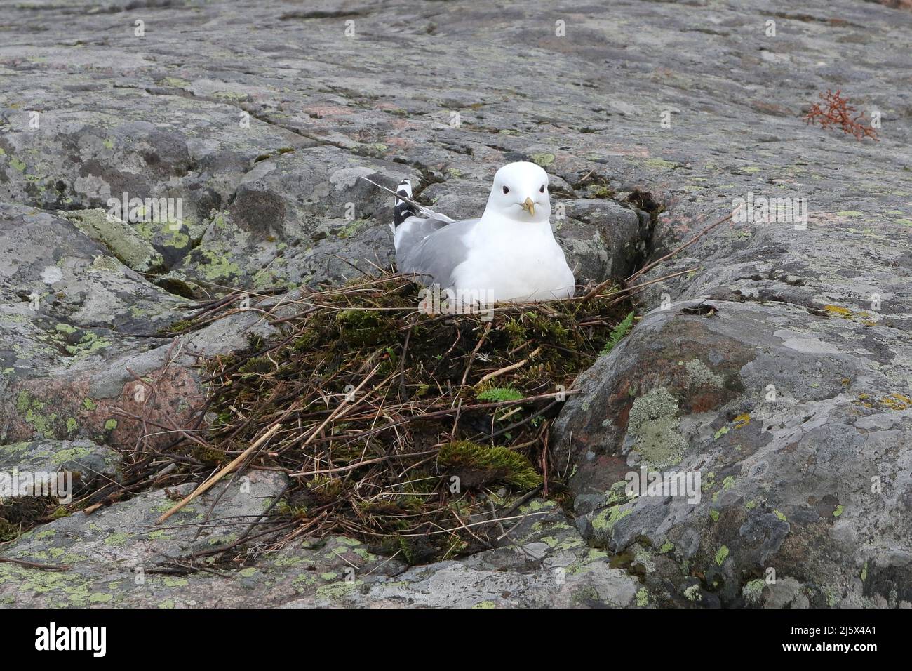 Common Gull, Larus canus, sitting in nest and incubating eggs. The nest ...
