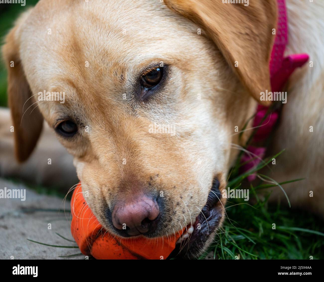 Golden Labrador playing in a garden with an orange ball Stock Photo - Alamy