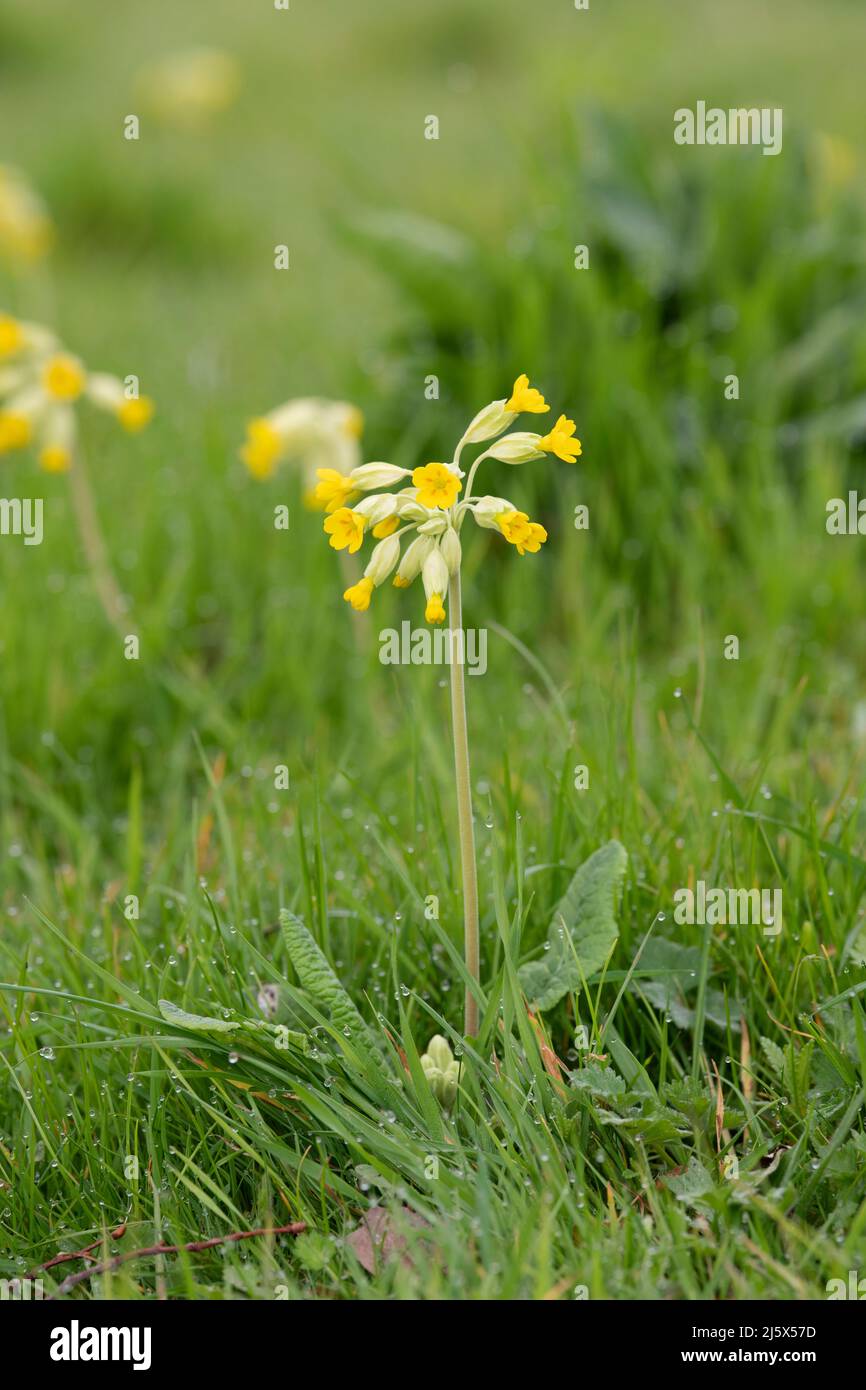 Spring flower wildflowers hi-res stock photography and images - Alamy