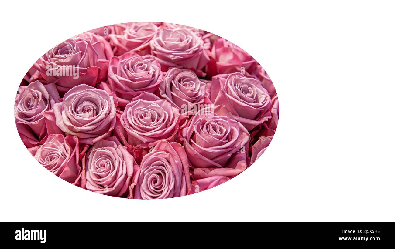 bouquet of pink roses in an oval circle on a white background. A copy ...