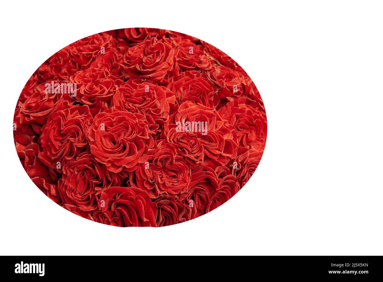 bouquet of rich red roses in an oval circle on a white background. A ...