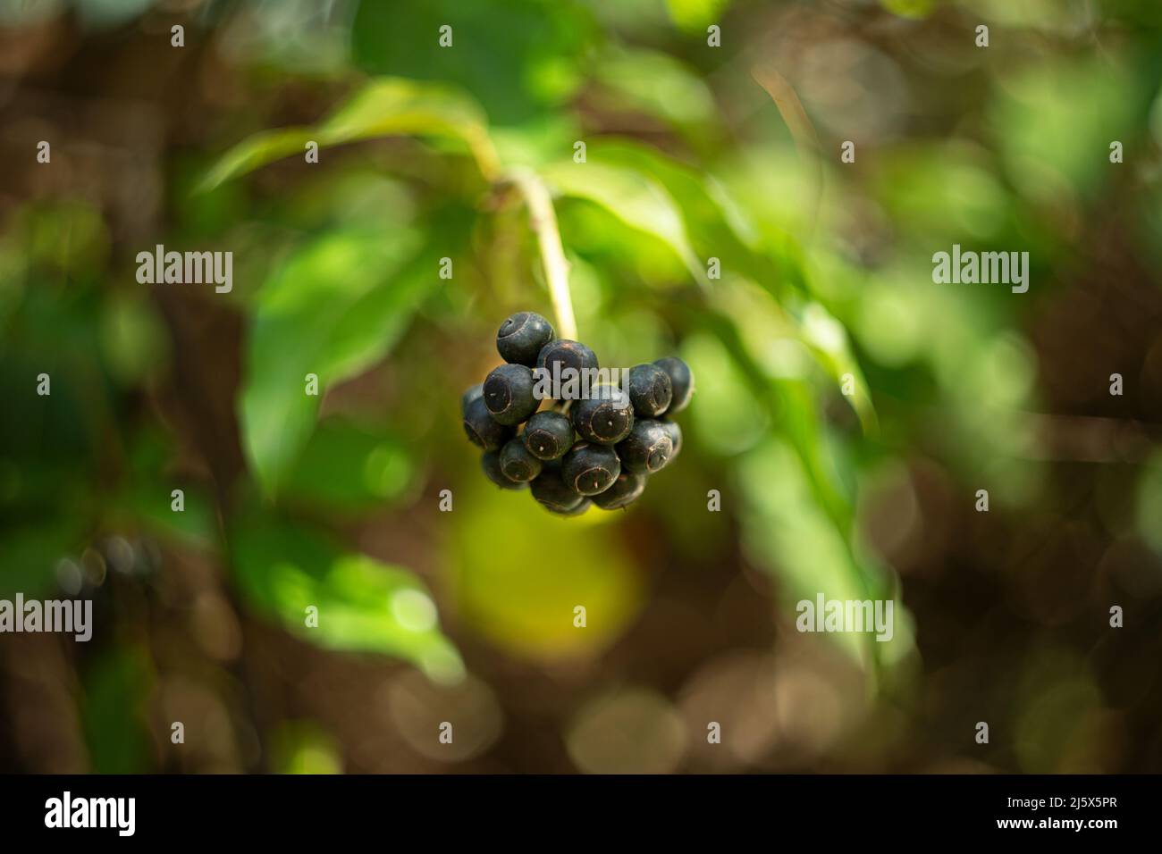 Closeup photography of wild black berries,green background.Good for text overlay Stock Photo - Alamy