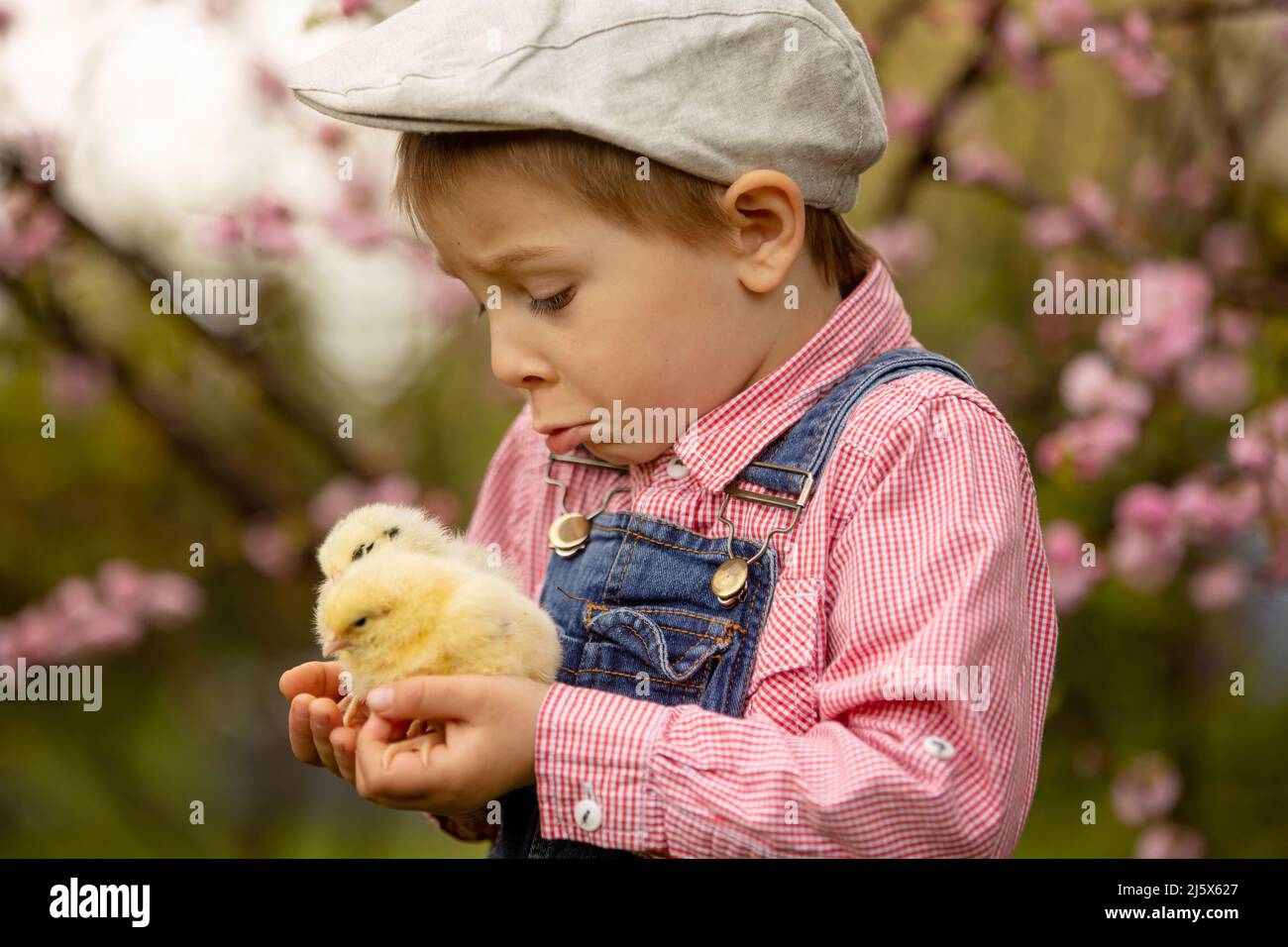 Cute sweet little blond child, toddler boy, playing with little chicks ...