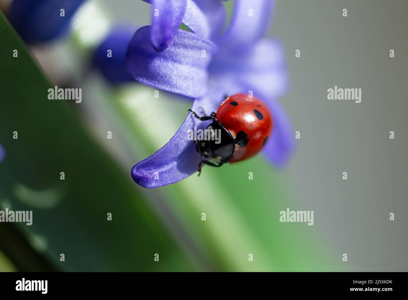 Closeup photography of ladybug on violet petal.Springtime concept Stock ...
