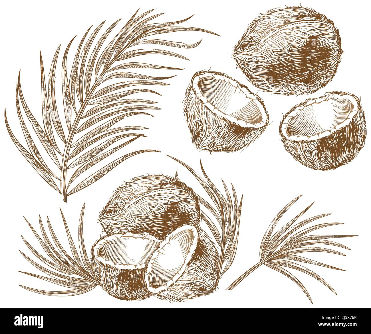 Engraved illustration of coconuts and palm leaves. Vector hand drawn ...