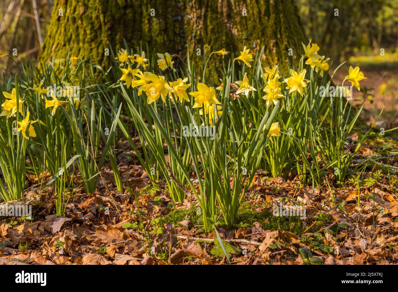 Wild Daffodils along the Daffodil Will near Kempley in the Forest of ...