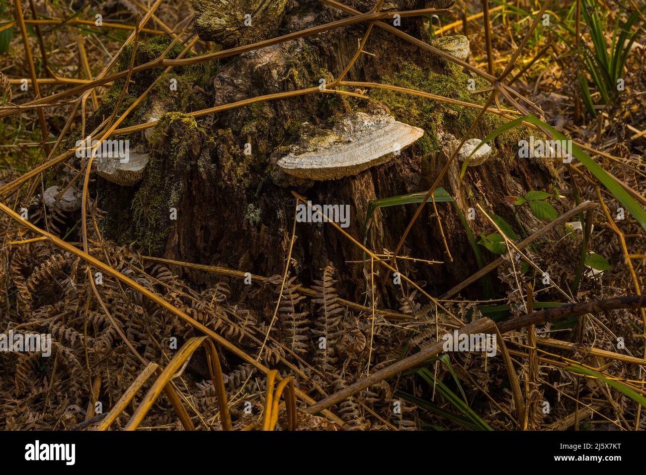 Large fungus on side of tree stump Stock Photo - Alamy