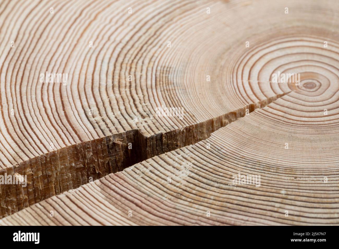 Large crack of dry natural wood cross slice close up. Wood texture with ...