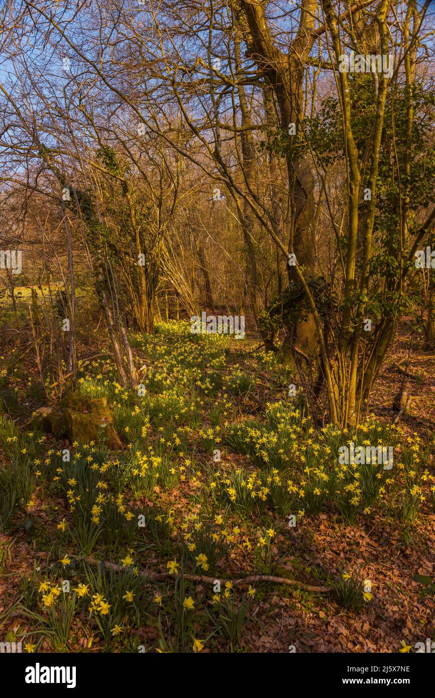 Flora and fauna, flowers hi-res stock photography and images - Alamy